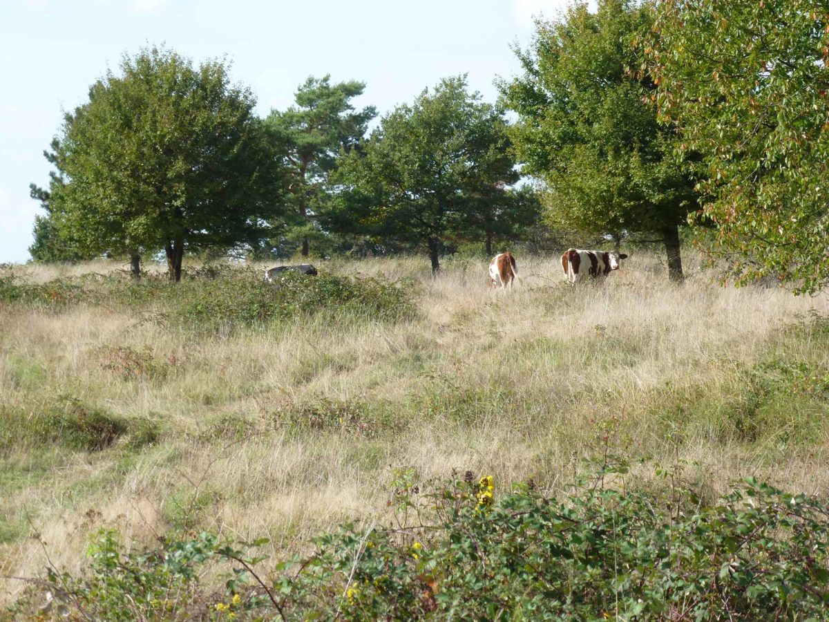 Pelouses sèches - Conservatoire d'espaces naturels de Franche-Comté
