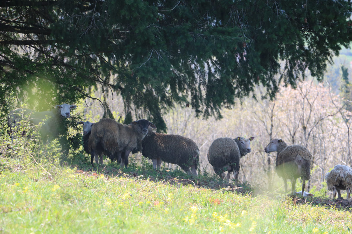 Sentier de la réserve naturelle régionale de la côte de Mancy