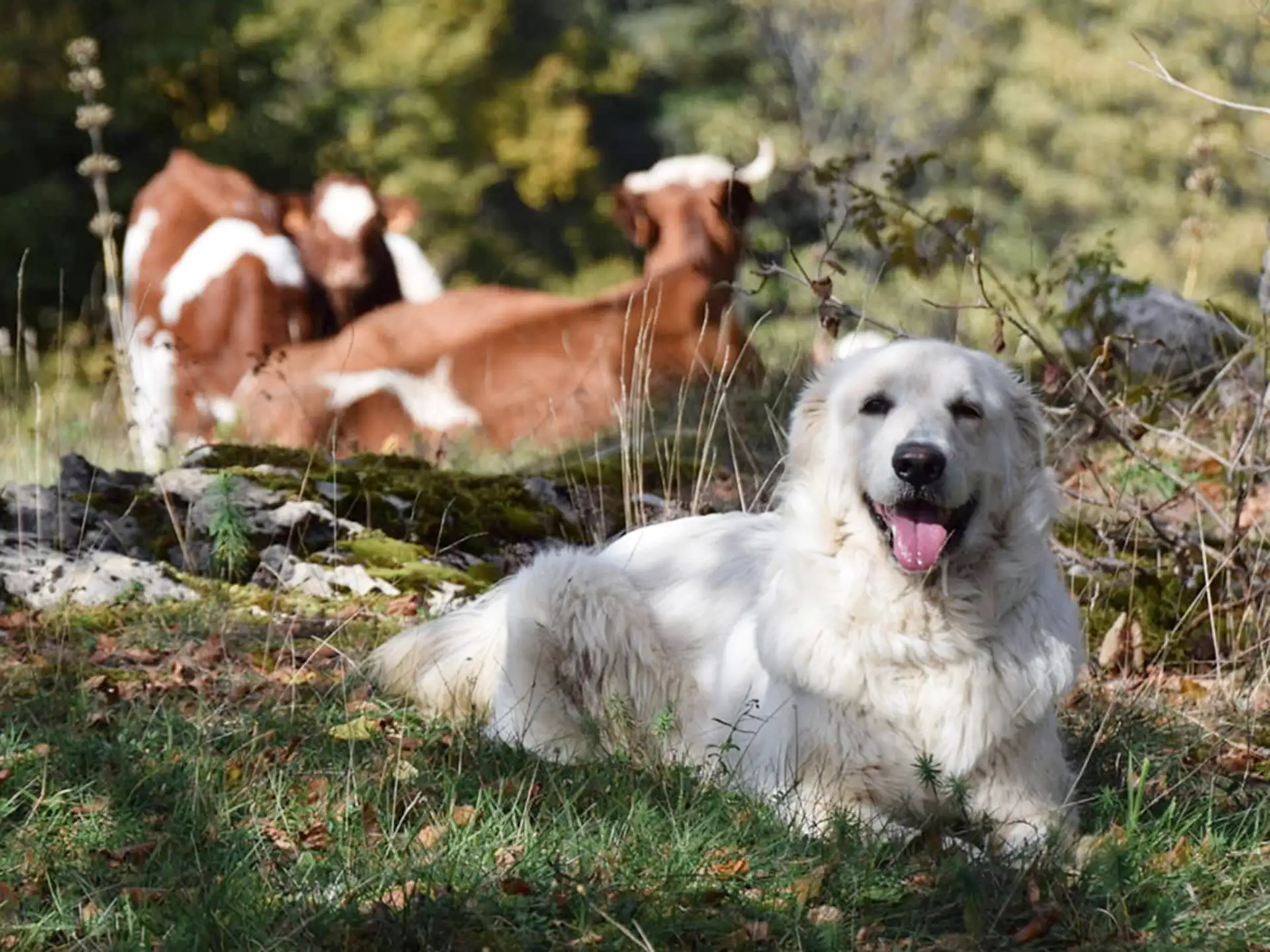 Gestes à avoir avec les chiens de protection - Conservatoire d'espaces ...